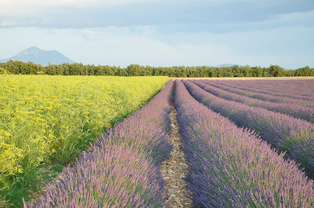 Guest Blog: Discover the Magic of Provence ~ Travelin' with the TMax