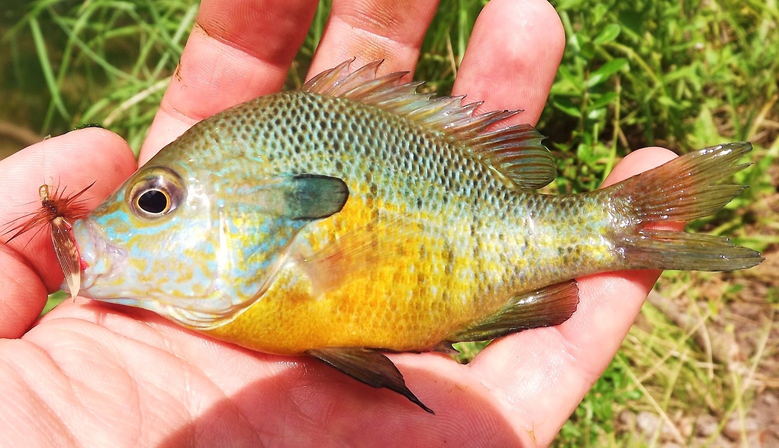 Longear Sunfish
