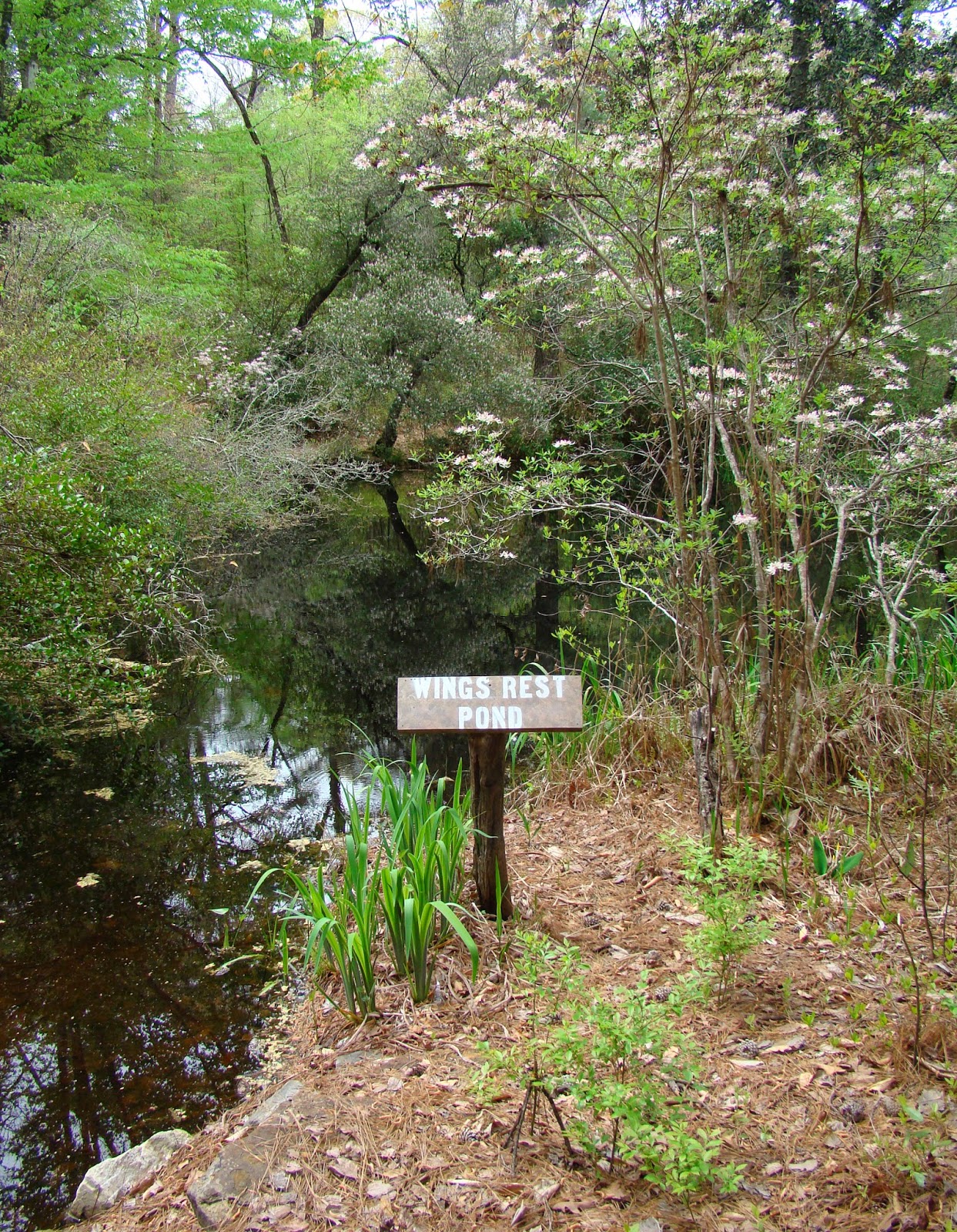 Views from My Highland Cottage: Caroline Dormon's Legacy: A Return to ...