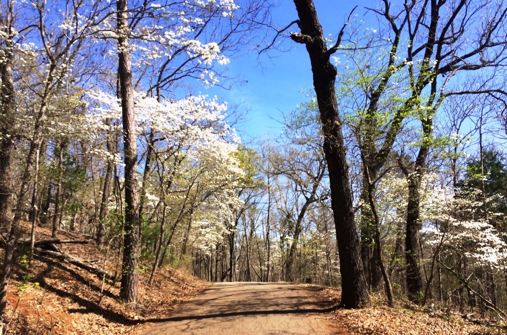 L. Craig Harris: Dogwood Trails 2017