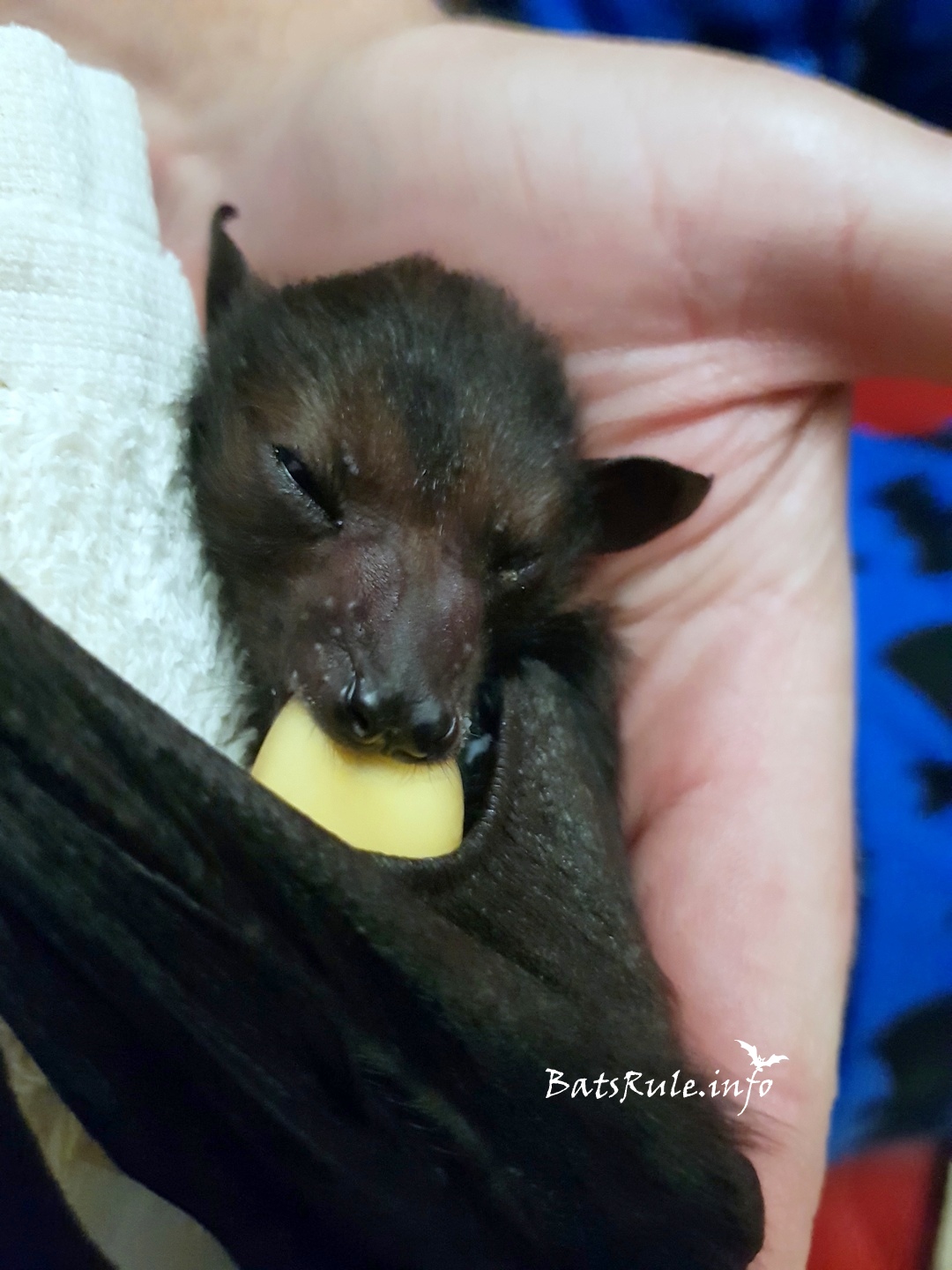 Rescue | Megabat black baby male Flying-fox Fruit bat