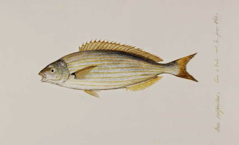 Ελληνικη φυση: Salpa salpa σάλπα