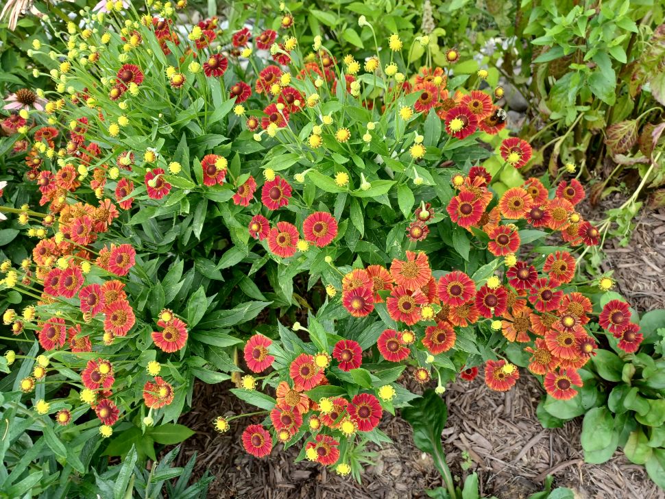 Future Plants by Randy Stewart: Helenium