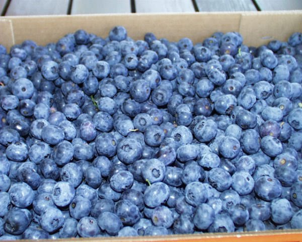 Let's Talk About It!: Berry Picking