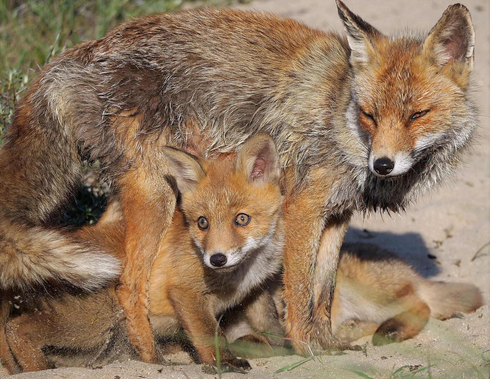 AMSTERDAMSE WATERLEIDINGDUINEN AWD: Mijn Natuur Blijft