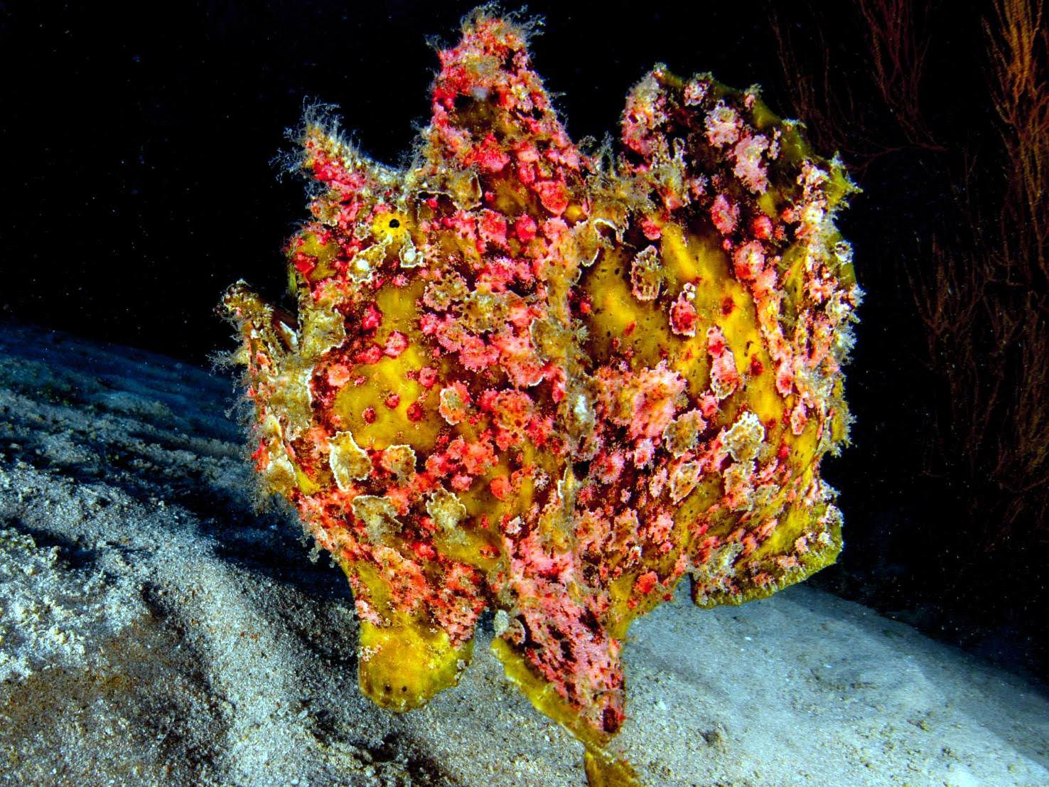 Taxonomía Chordata: Clase Actinopterygii Orden Gadiformes ...