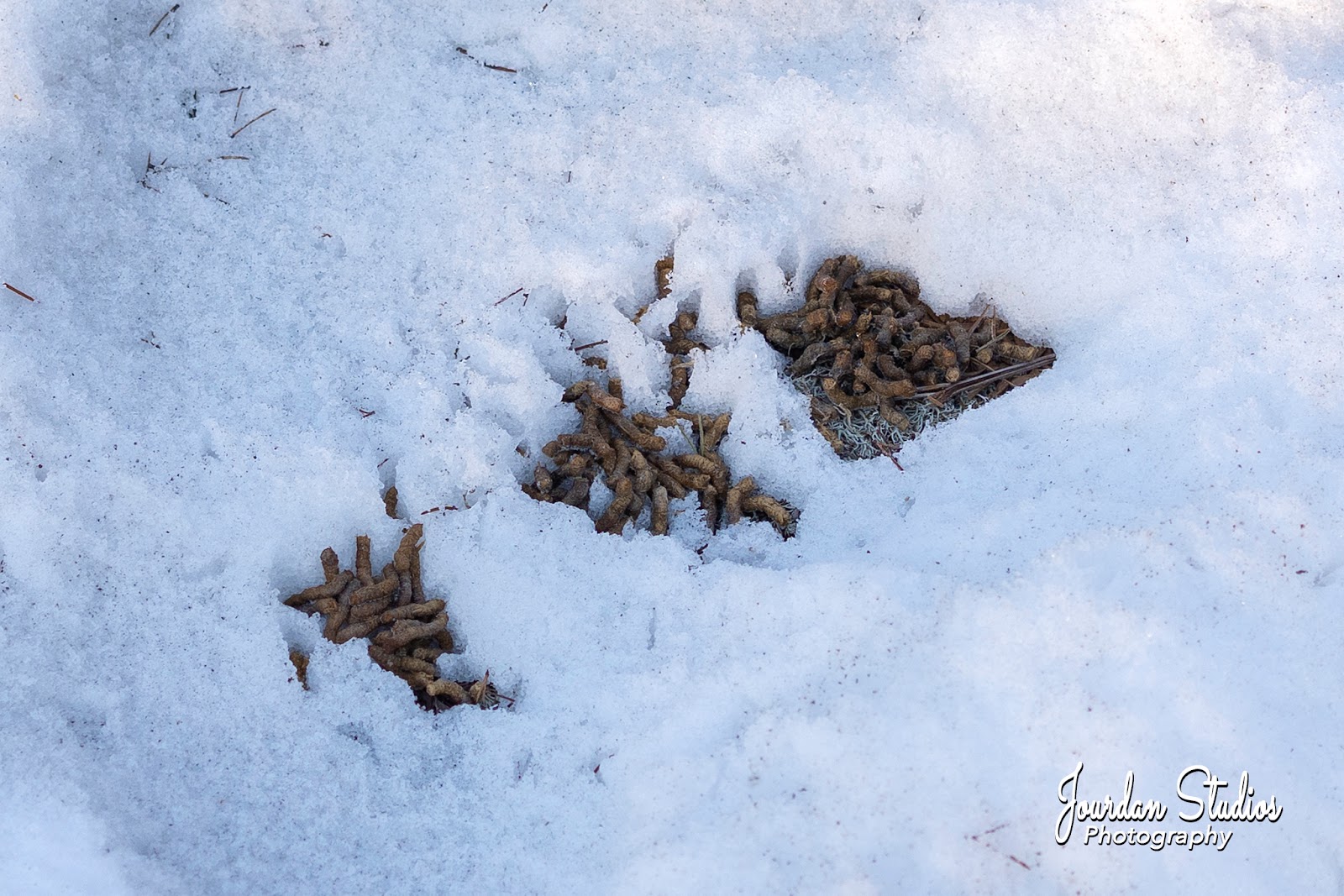 Spruce Grouse - 28 Apr 2019