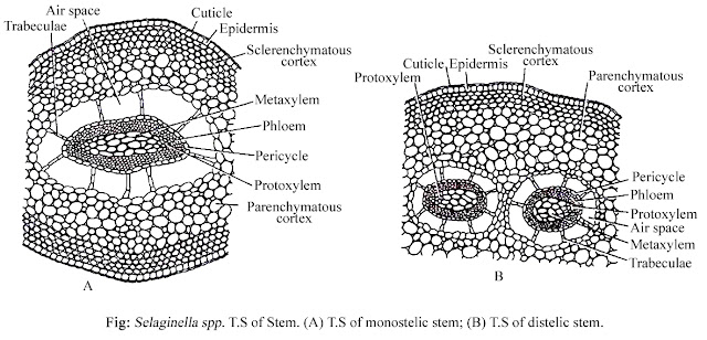 SELAGINELLA - CLASSIFICATION, STRUCTURE OF SPOROPHYTE, REPRODUCTION ...