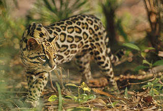 Ocelot | Animal Facts & Information | The Wildlife