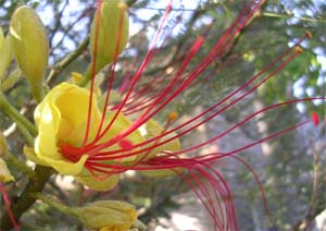 Flor de Chivo ~ El Mundo Planta
