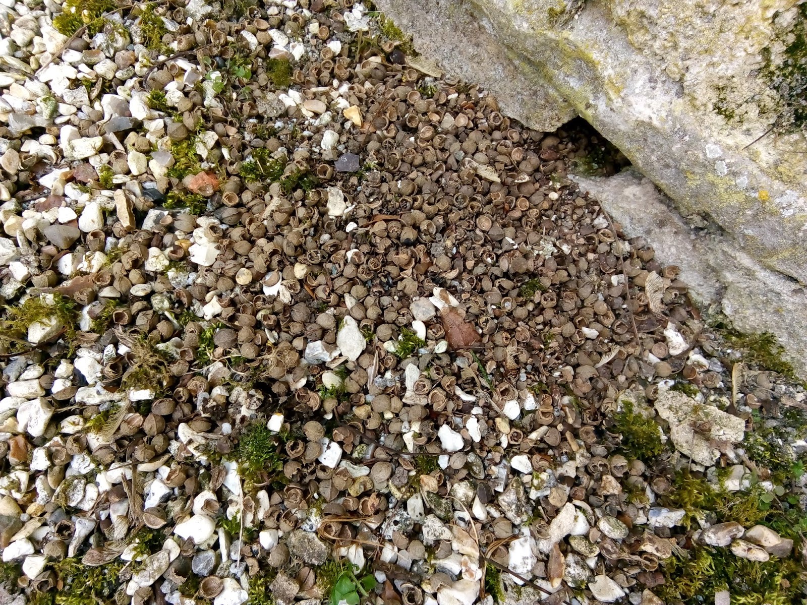 Rachel the Gardener: Lime Seeds on a shingle path