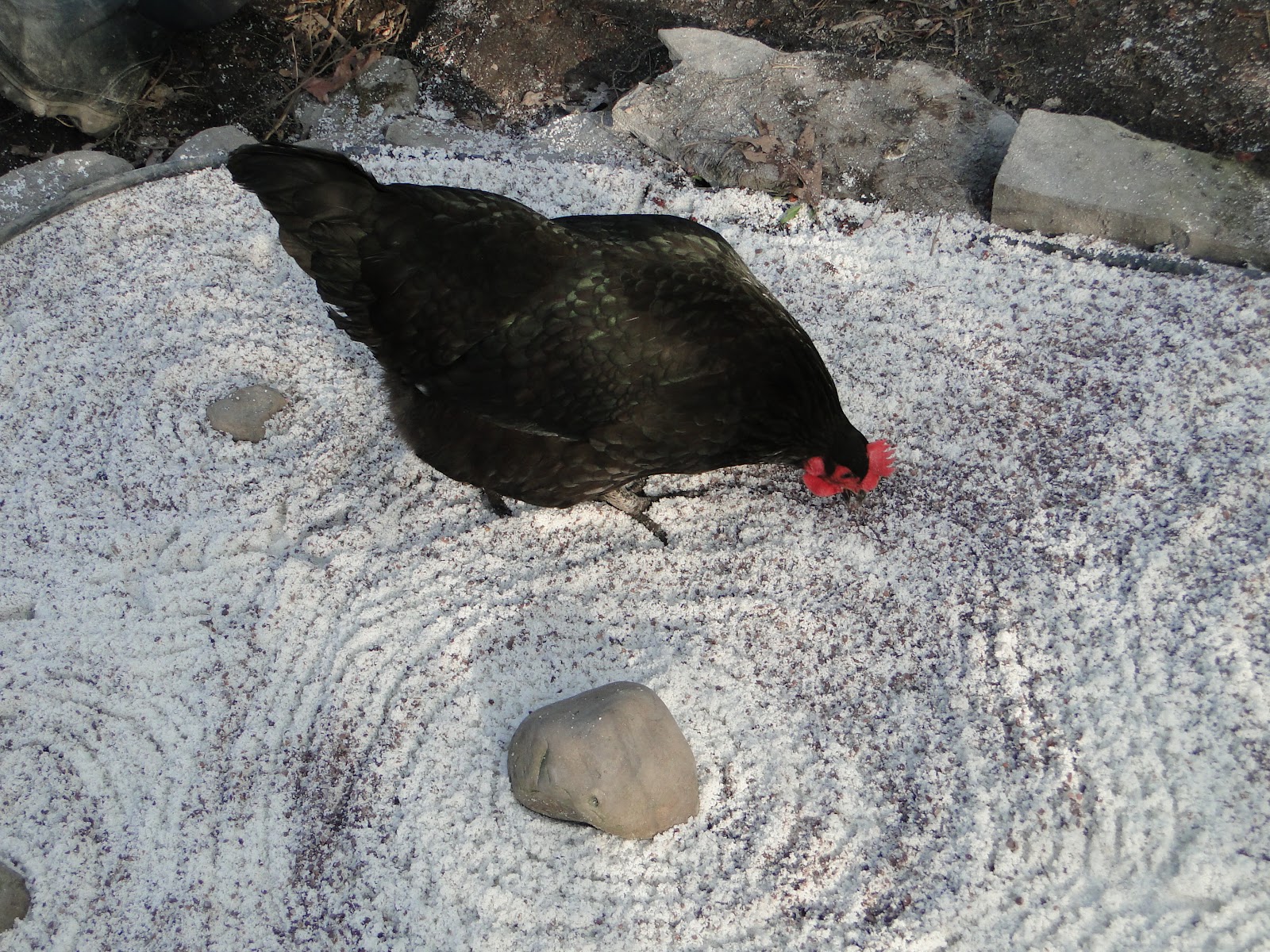 What Is A Zen Chicken at Joanne Tindall blog