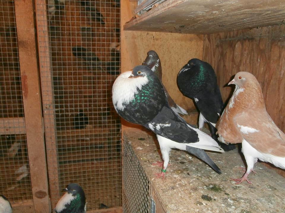 Fancy Pigeon Breeds: May 2014