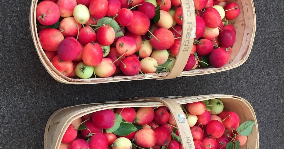 Vraie fiction: La récolte de pommettes