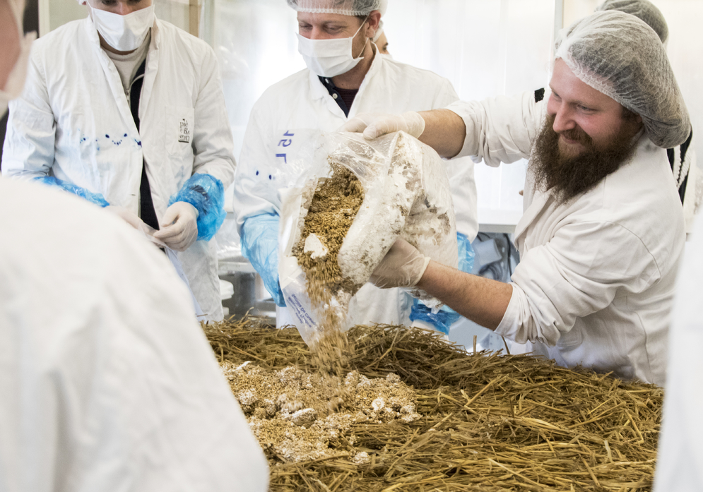 Mushroom Spawn Production Training | Mushroom Spawn Laboratory Training