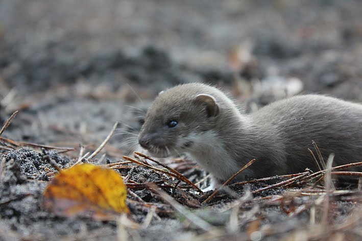 The Writing Tree (closed): Out and About (and a Baby Weasel!!)