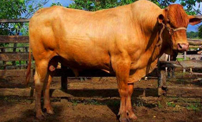 GANADERIA COLOMBIANA: RAZAS CRIOLLAS COLOMBIANAS