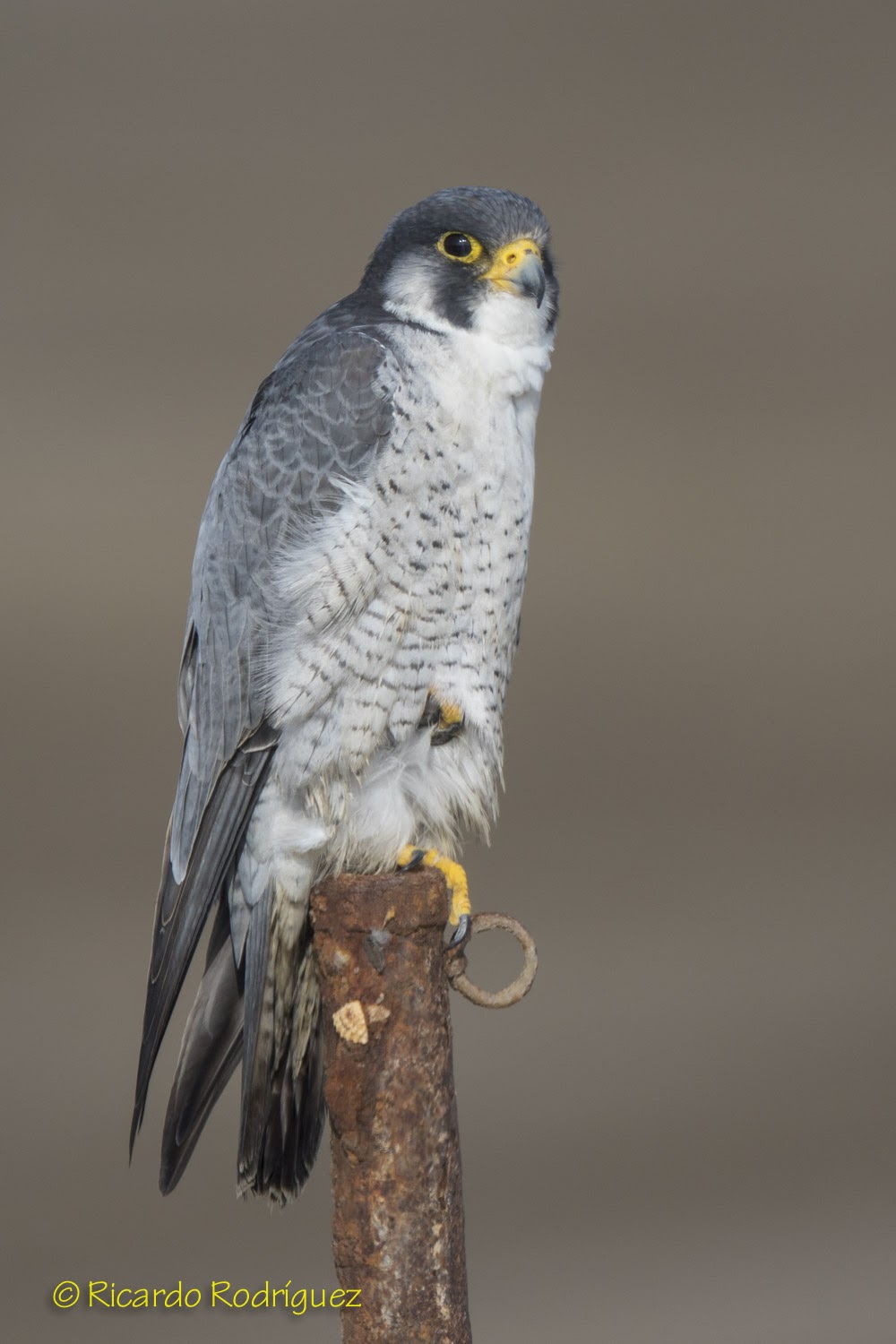 Aves Ricardo Rodriguez: Halcón peregrino "calidus" (Falco peregrinus ...