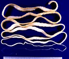 Ciências Cefet e Coltec: VERMES, são os bichos!!!