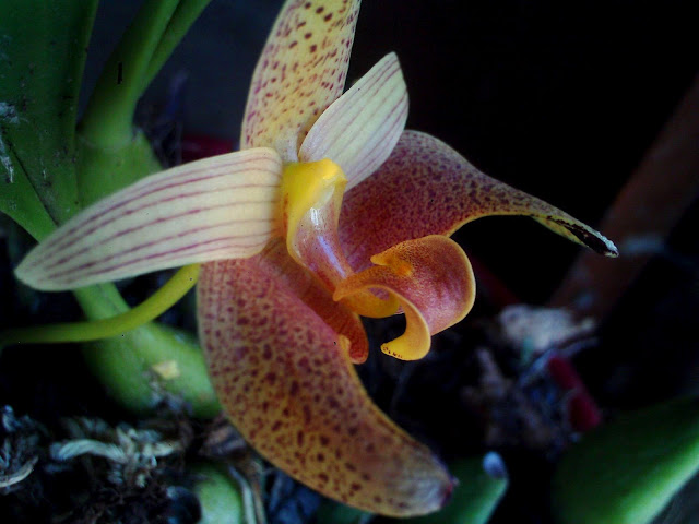 Wild orchids in sumatra: 700. 7. Bulbophyllum sumatranum forma ...