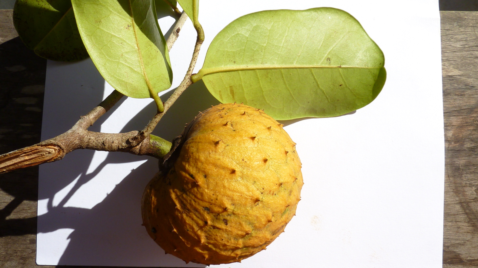 Curiosidades Vegetais: O araticum-verdadeiro