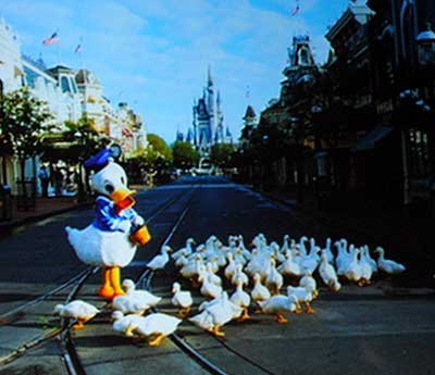 Disney Avenue: The Story Behind Donald Duck and the 50 Real Ducks That ...