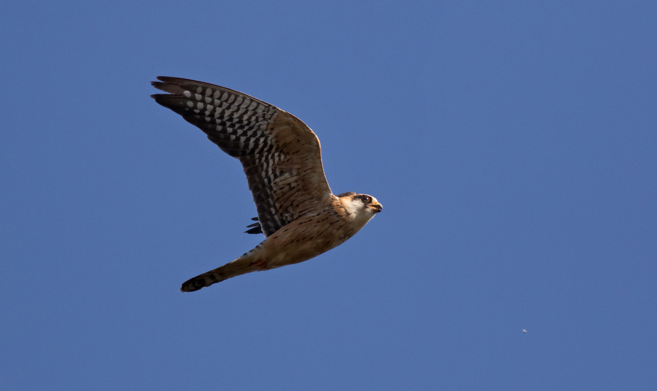 Wright's Wanderings: Red-footed Falcon