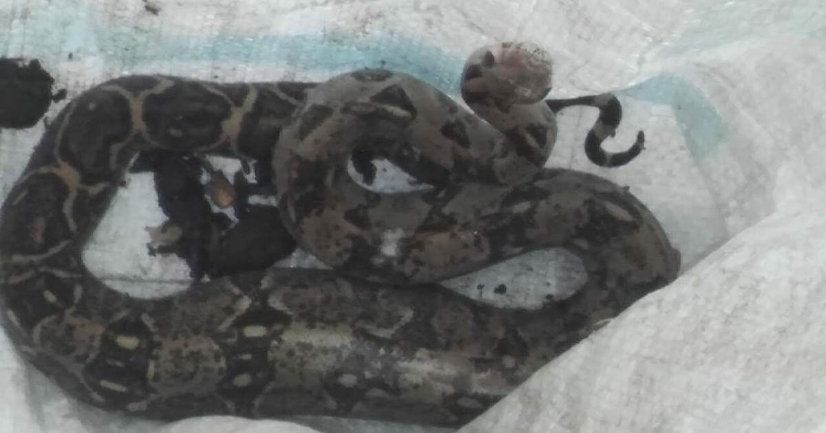 NOTICIAS TLAPACOYAN : Masacuate atemoriza a familia