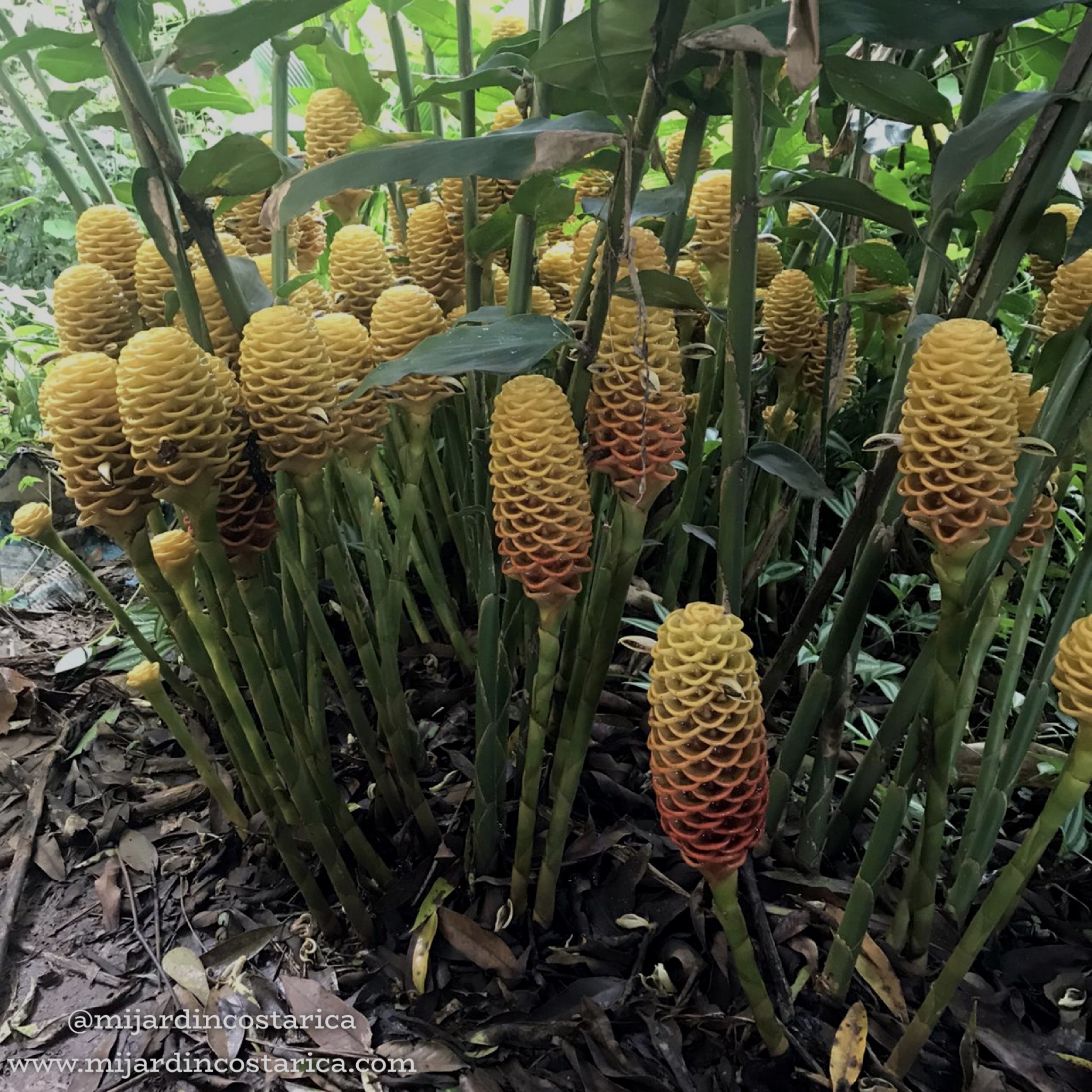 Jengibre de Colmena o Flor de Maraca (Zingiber Spectabile) - "Mi Jardín ...