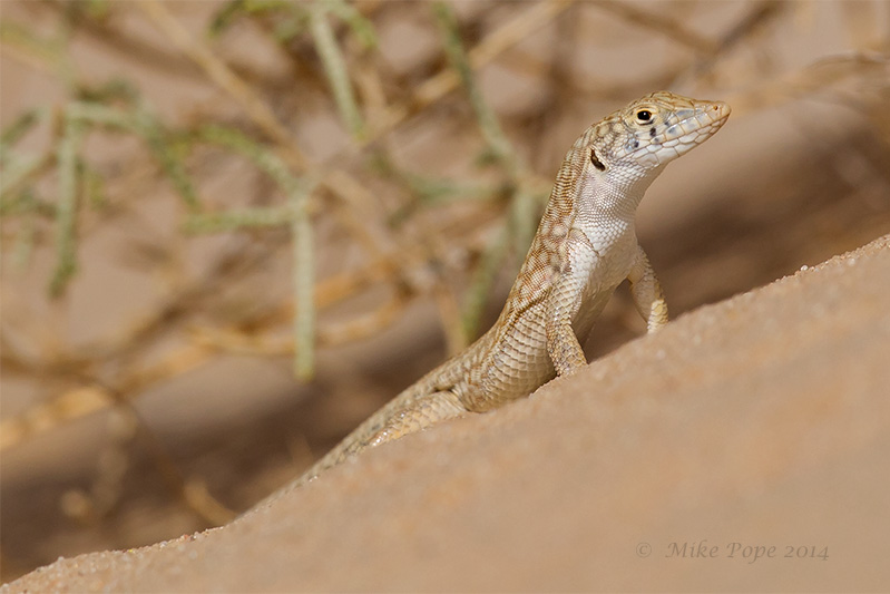 Kuwait Birding: Desert and Sea