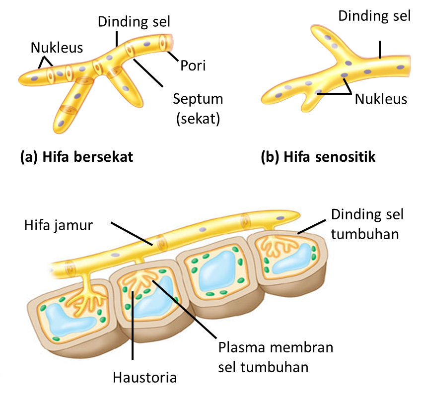 Ringkasan Kingdom Fungi Kelas 10 | AllRasyies X