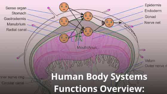 What Are The 11 Body Systems And Their Functions?