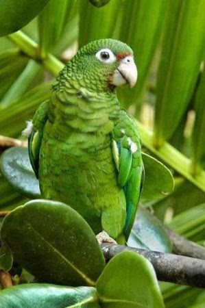 Labrapalabra: Un pájaro verde