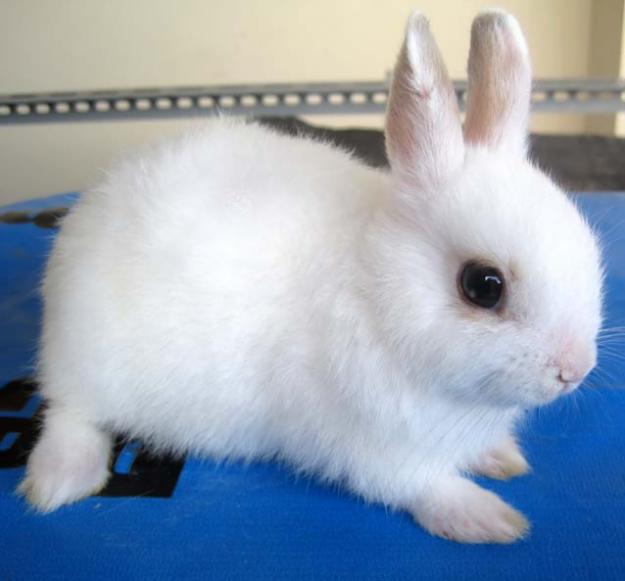 Jenis-Jenis Kelinci - Fatwa Kelinci Blitar