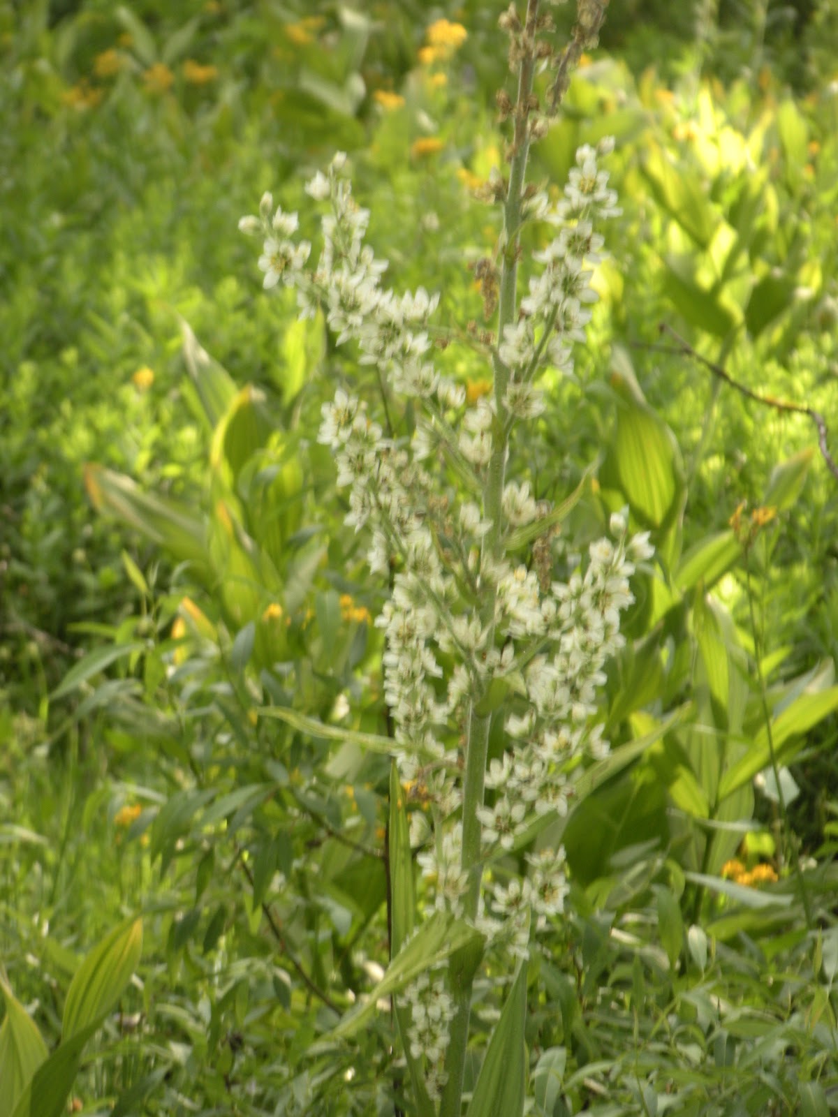 Peachy Hiker: 3. PHOTOS OF WILDFLOWERS by colors, foliage, berries ...