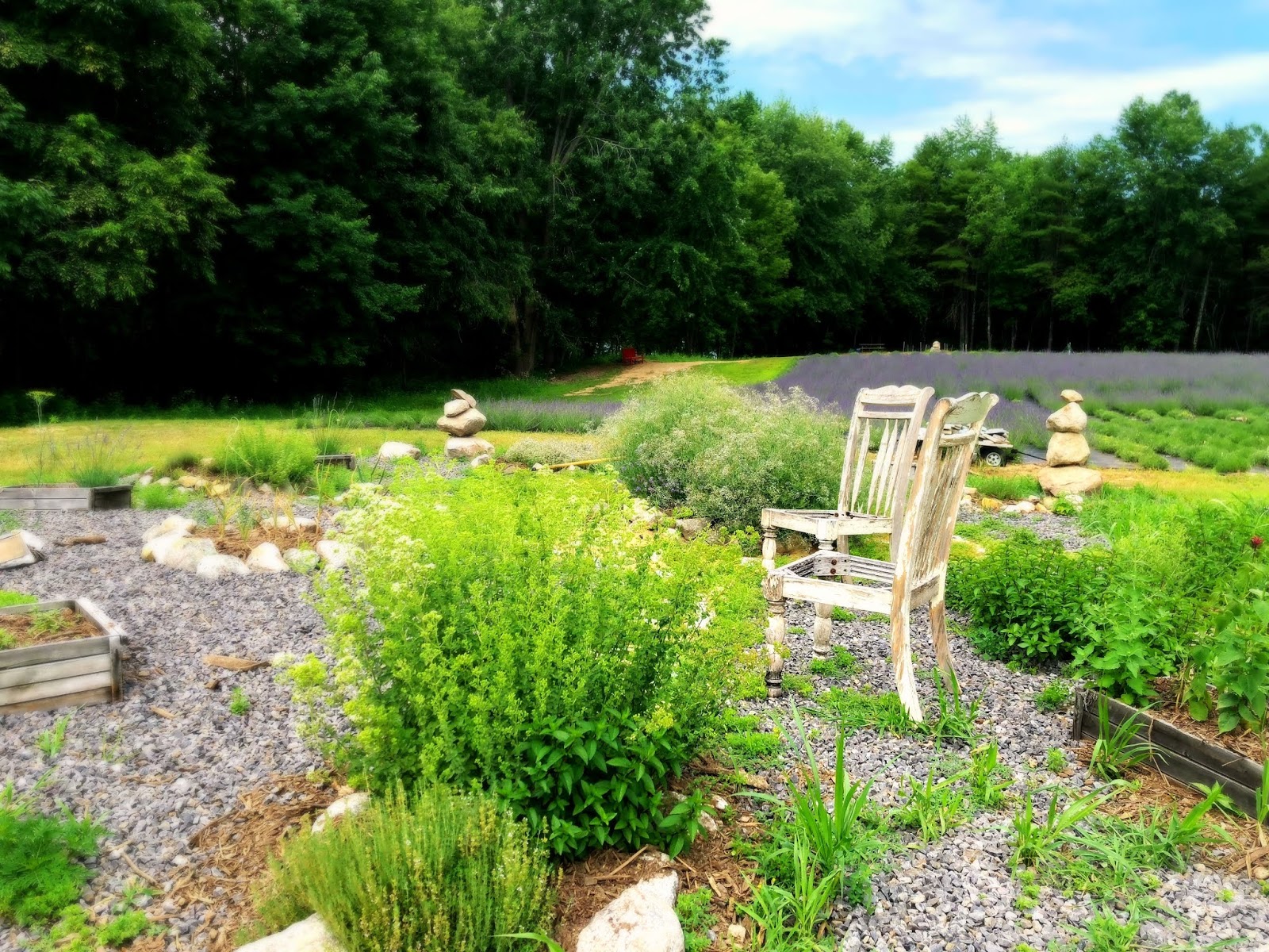RuthinianGregoire: MyMaineLife: Lavender Field Forever