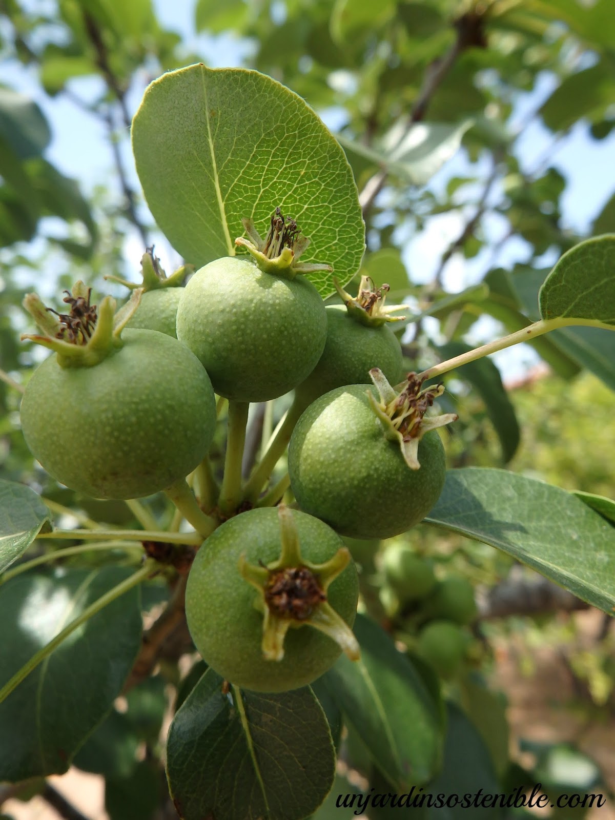 Pyrus communis (Peritas de San Juan, Peritas de la Reina etc.)