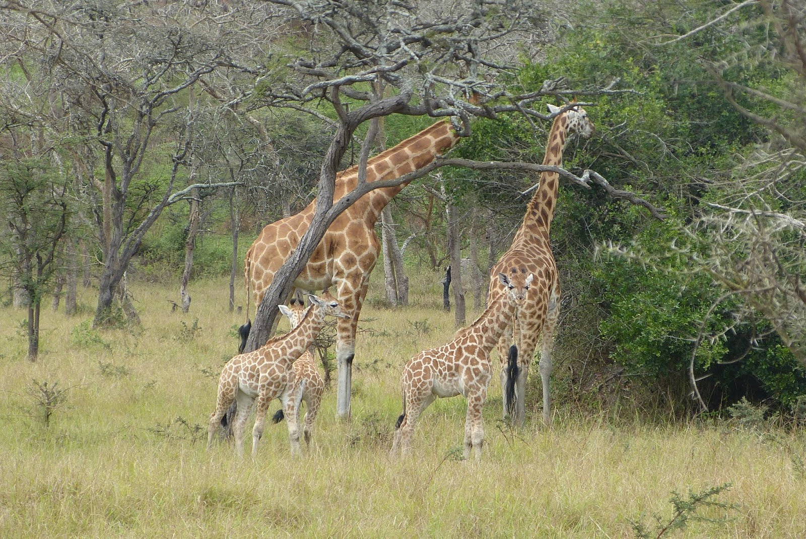 Birth watch begins for pregnant giraffe Olivia!