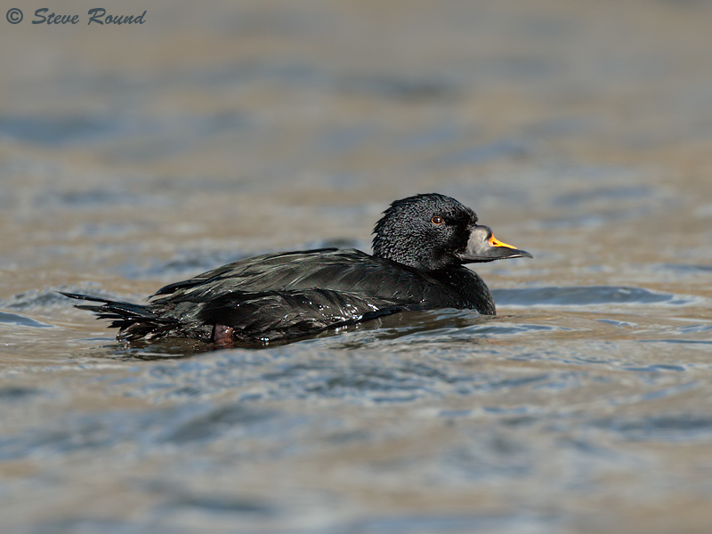 Steve Round Wildlife Photography: Common Scoter
