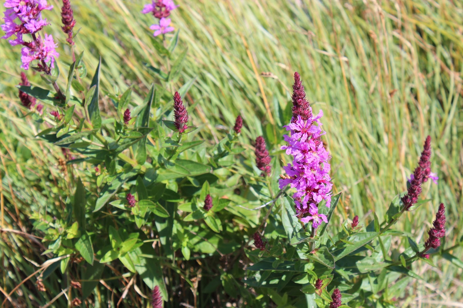 Wilde Planten: G H I