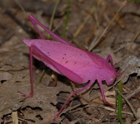 Princezz Tsabitah Dzuaqi: hewan-hewan serba pink