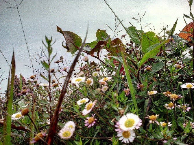 Kaki Yang Menapak Tanah Gunung Prau - Santri Dan Alam