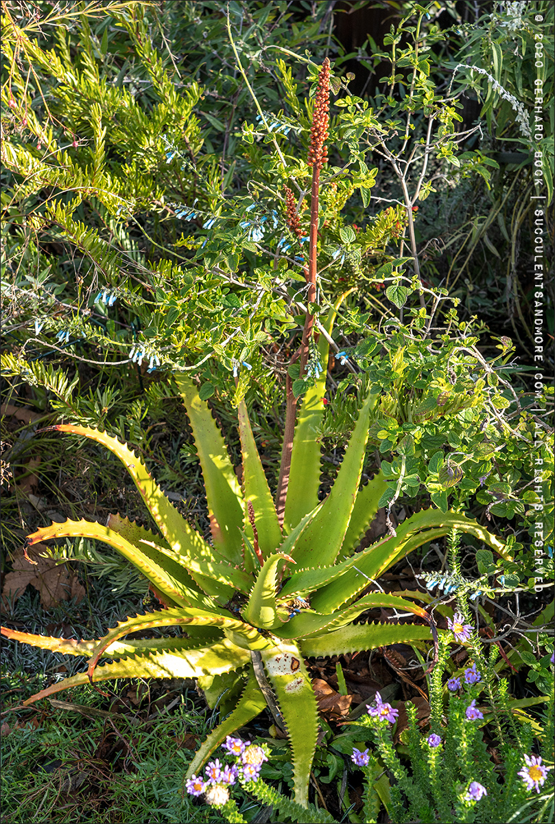All our aloes want is some ☀️
