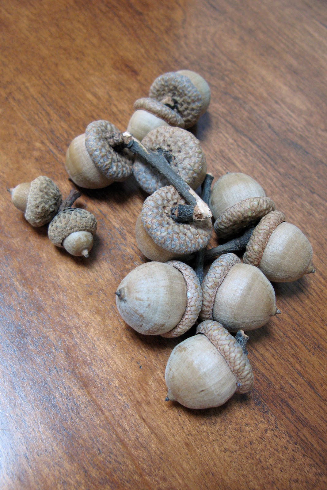 Just*Grand: Acorns and Oak Trees