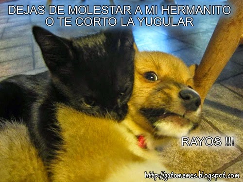Memes De Gatos Y Perros: Gatito Molesto | Imágenes Y Memes De Gatos