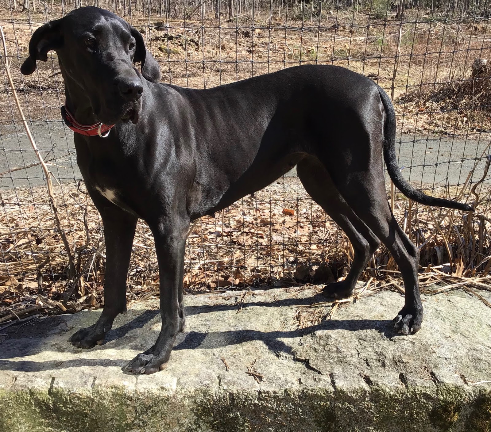Sterling Great Danes