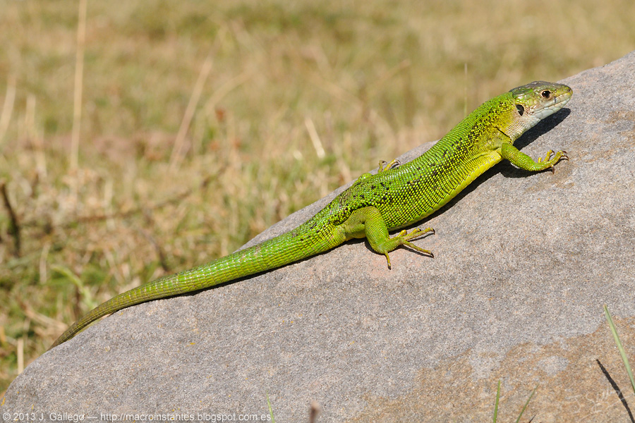 macroinstantes: marzo 2013