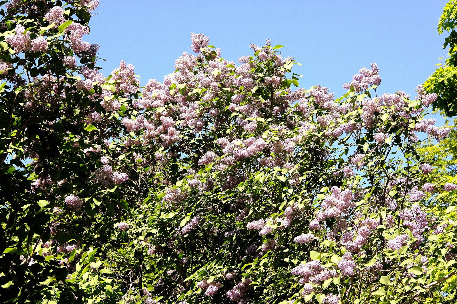 kalevi hotanen: sireenit