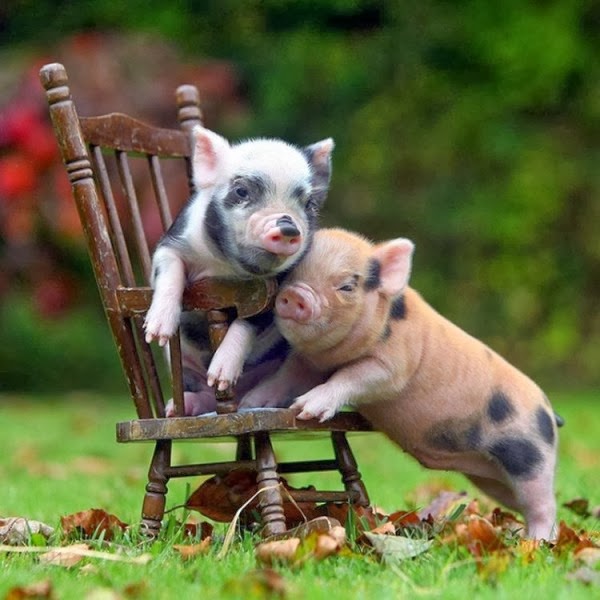 Heartwarming Pictures of Baby Pigs ~ Cars 2015 Pics Hub