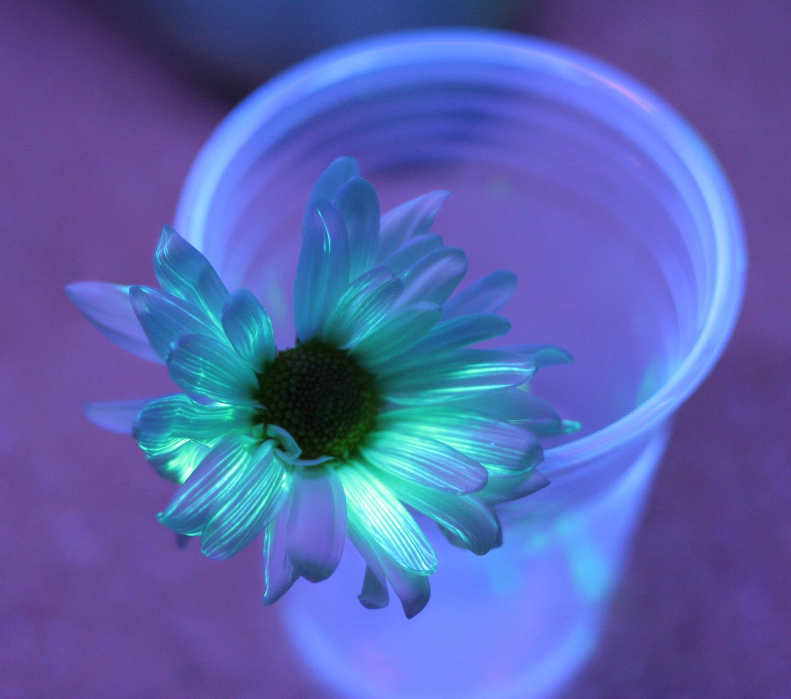 Flower Science Experiment for Kids: DIY Glowing Flowers